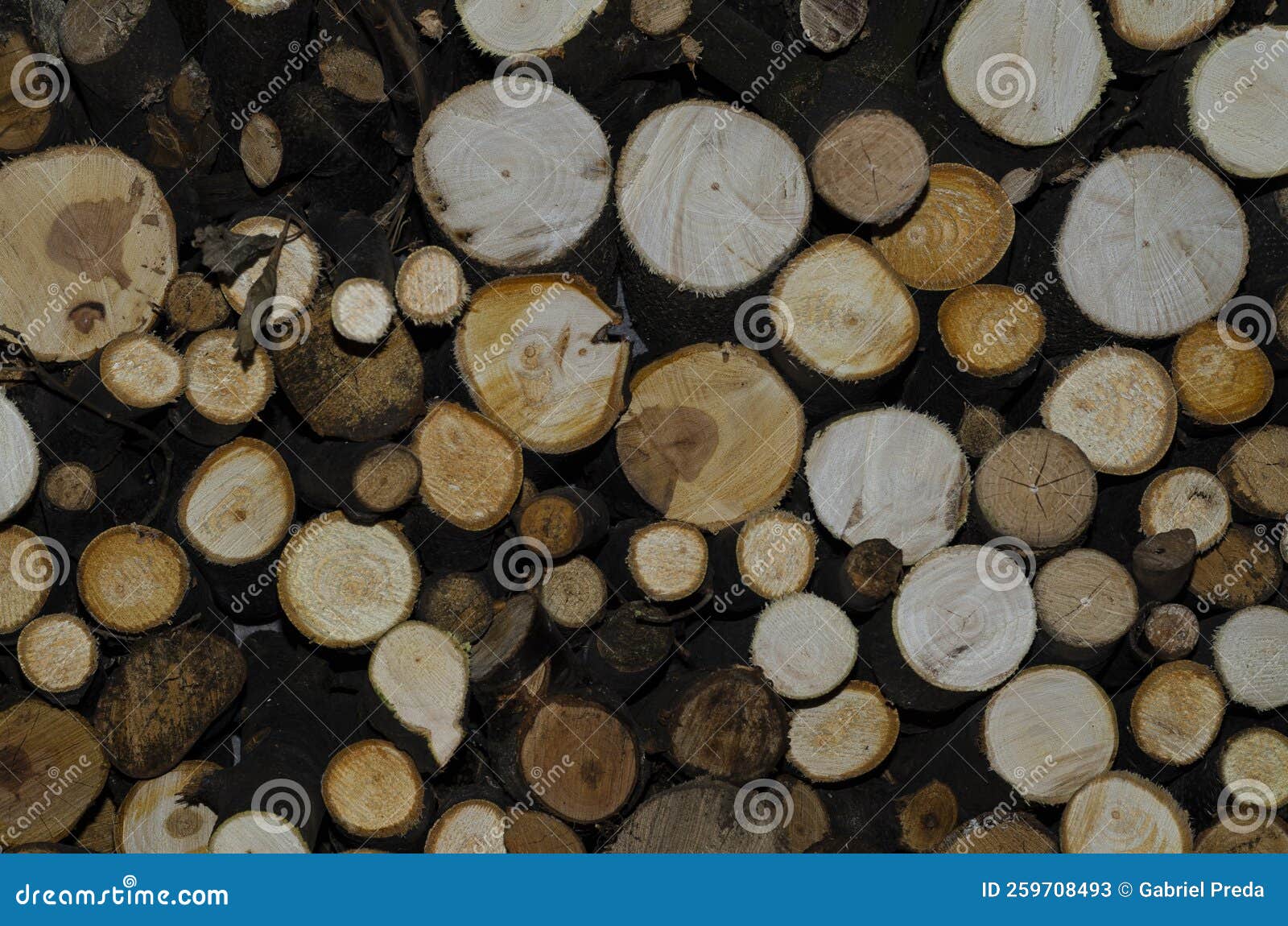 Cross Section of the Timber, Cut Trees, Firewood Stack for the ...