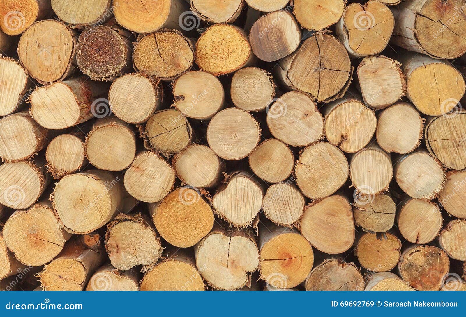 Cross Section of the Timber Stock Image - Image of lumber, forestry ...