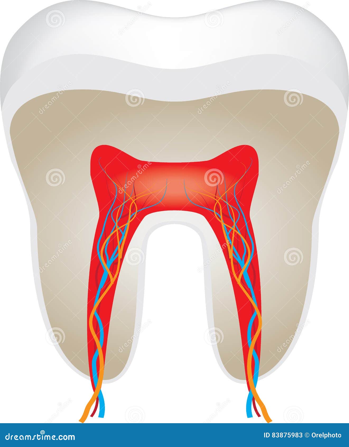 Cross section of tooth stock vector. Illustration of human - 83875983