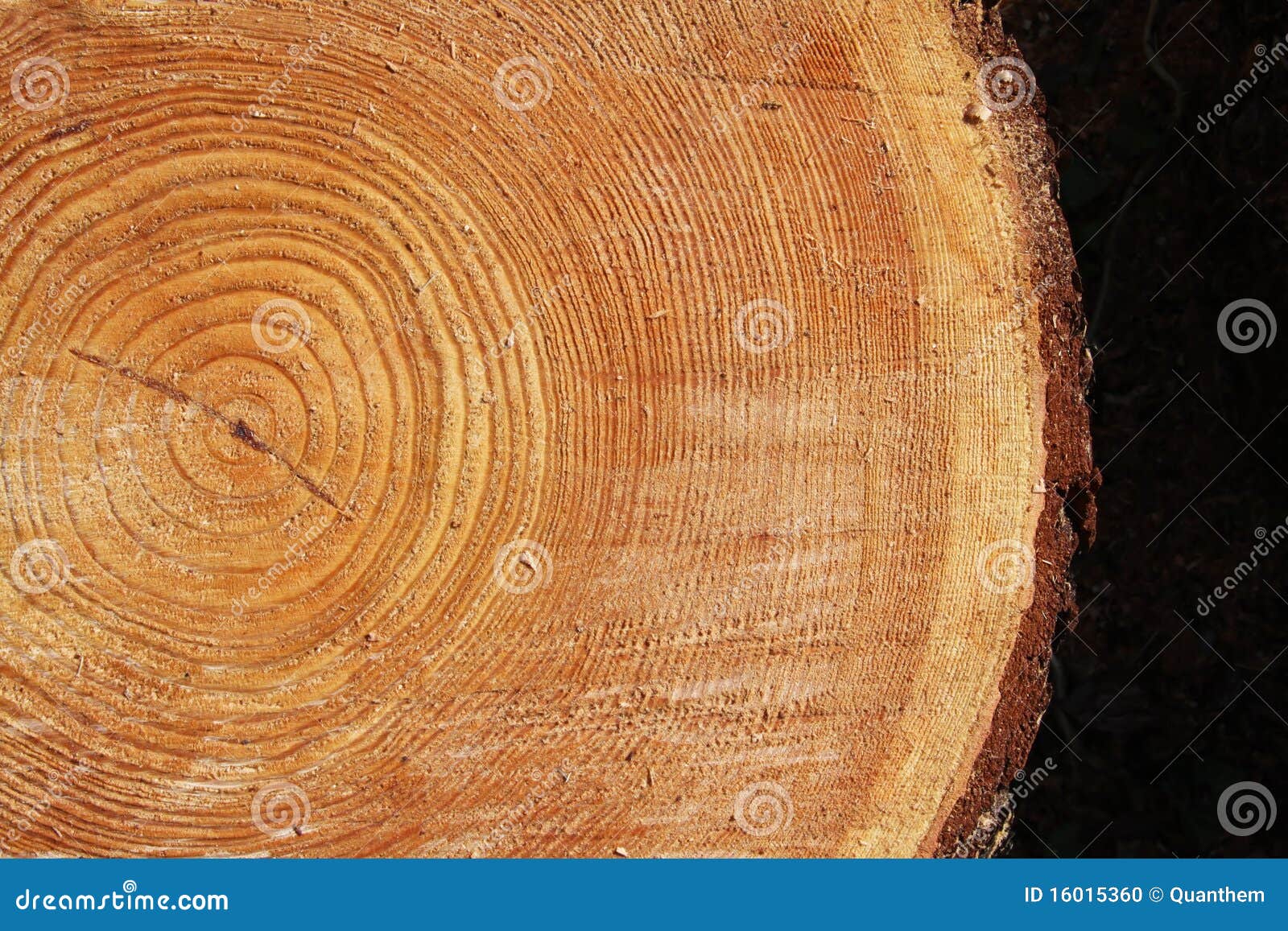 Cross section of a tree stock photo. Image of close, botany - 16015360