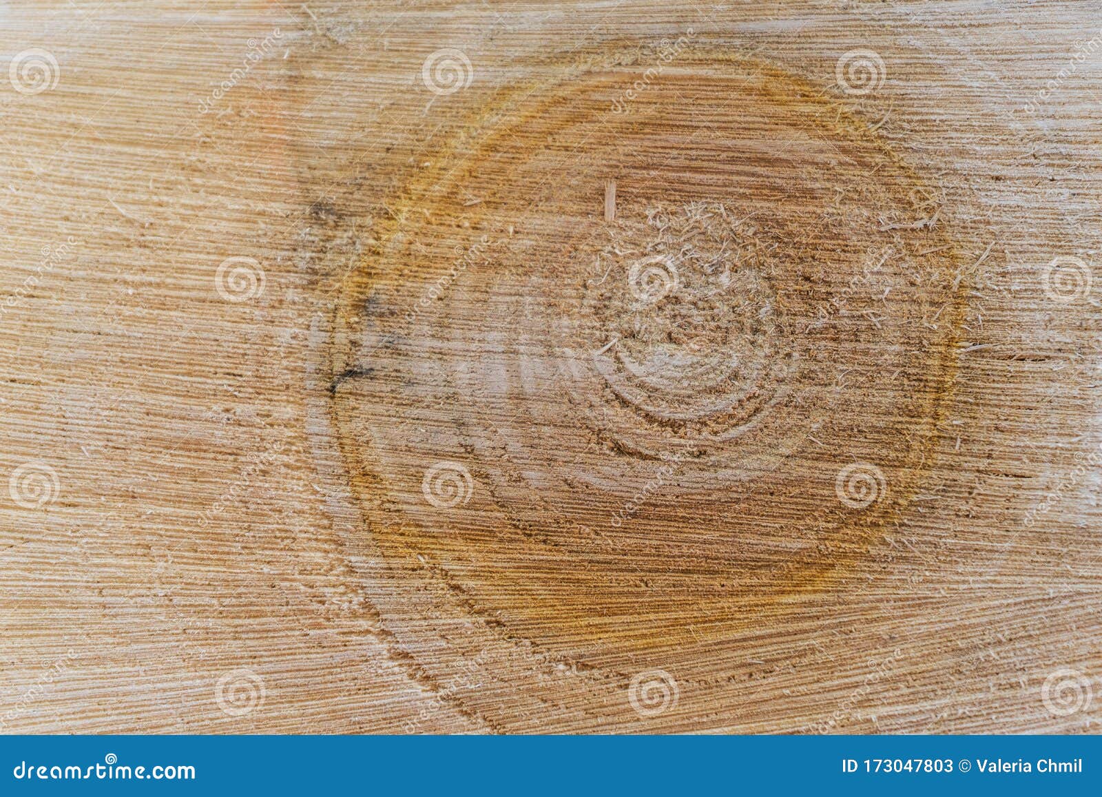 Cross section of the tree stock image. Image of outdoors - 173047803