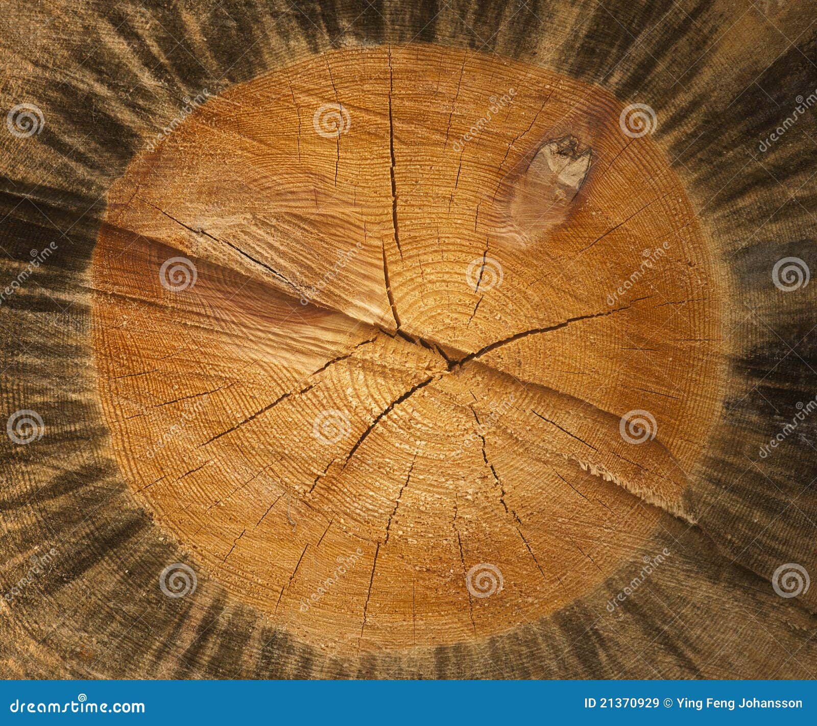 Cross section of tree stock image. Image of pattern, natural - 21370929