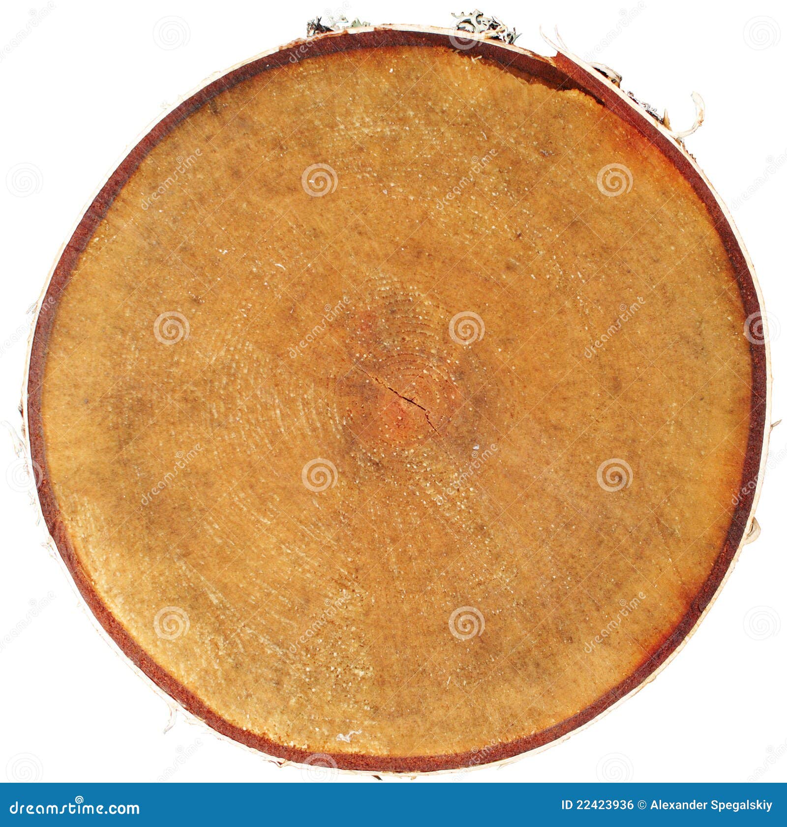 Cross section of tree stock photo. Image of tree, forest - 22423936