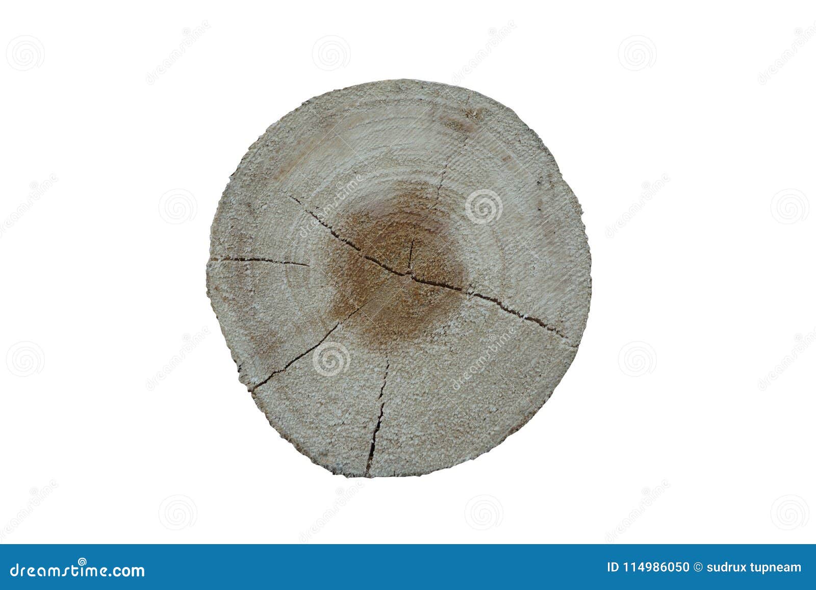 Cross Section Walnut Tree Trunk Isolated White Stock Photos - Free ...