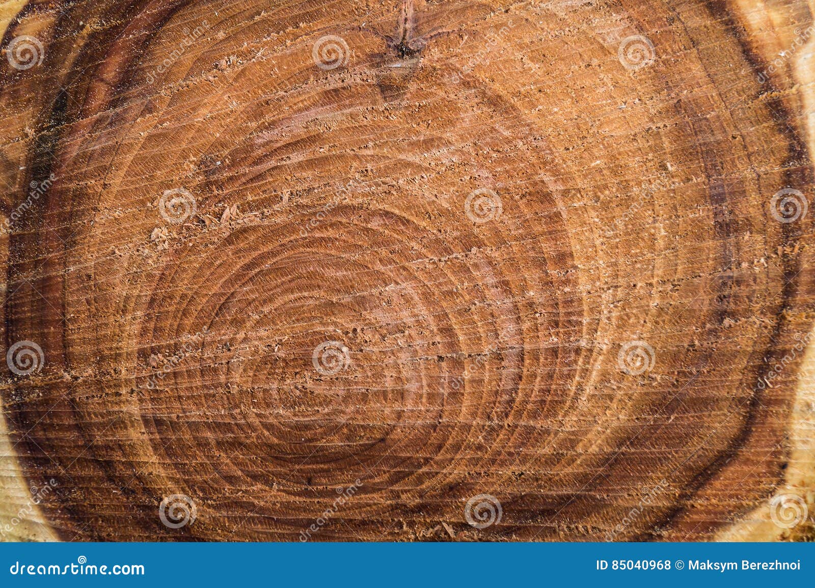 Cross section of the tree stock photo. Image of circle - 85040968