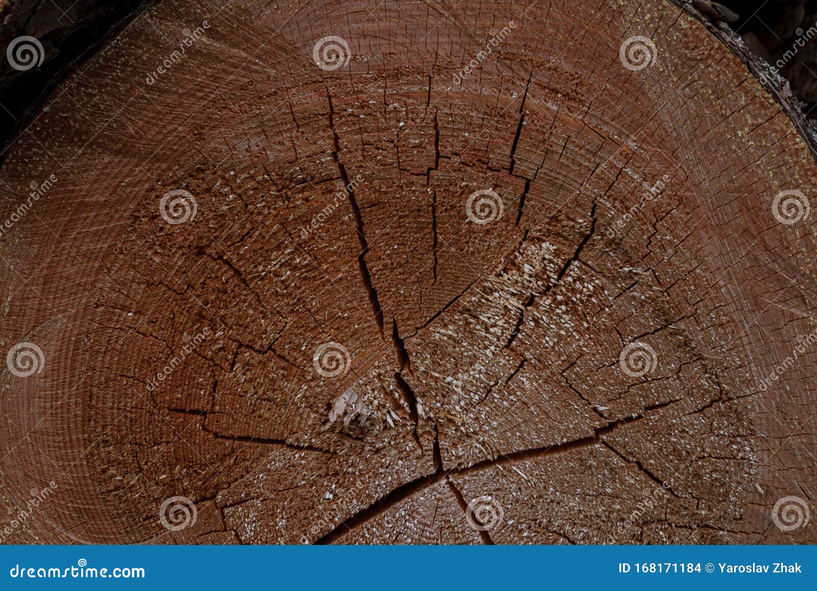 Cross Section of the Tree. Close-up. Background. Stock Photo - Image of ...