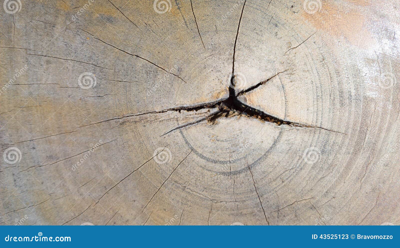 Cross section of tree stock image. Image of environment - 43525123