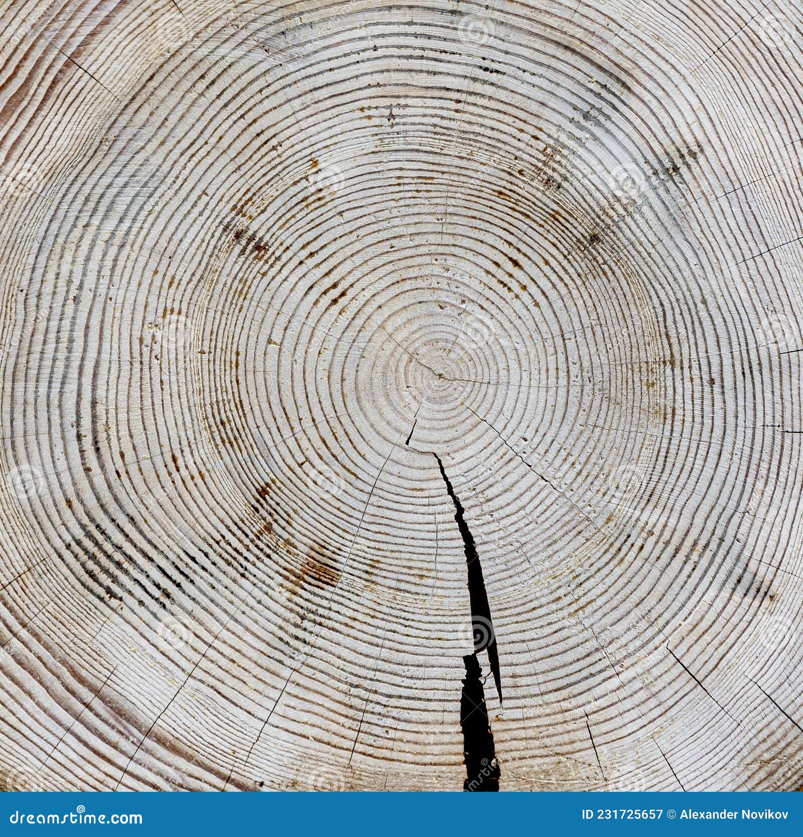 A Cross Section of the Tree Color Stock Image - Image of cross, brown ...