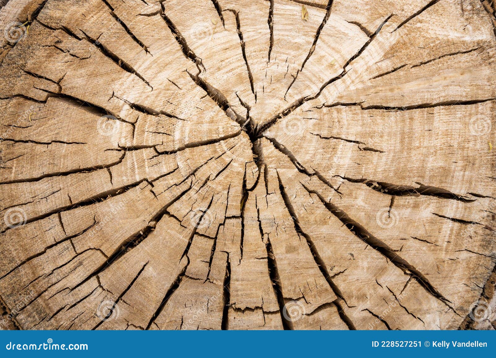 Cross Section of Tree Cracking As it Dries Stock Image - Image of grain ...