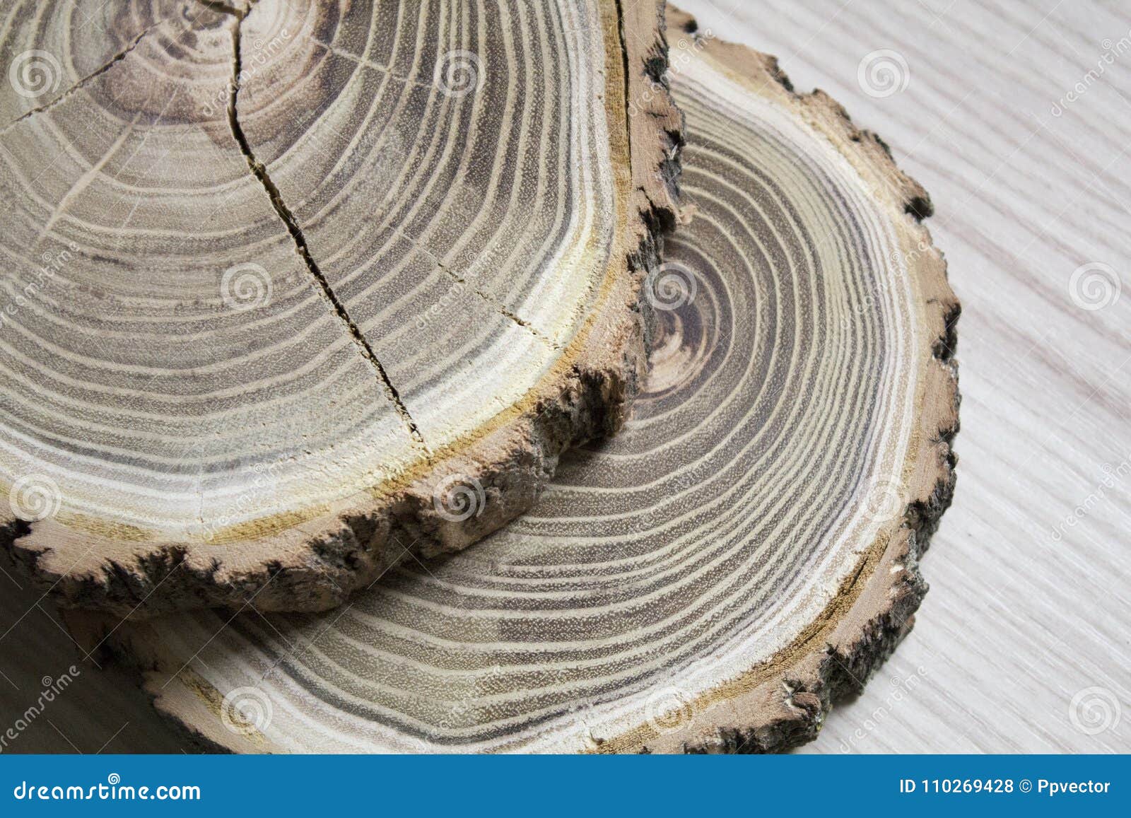 Cross section of the tree stock photo. Image of annual - 110269428