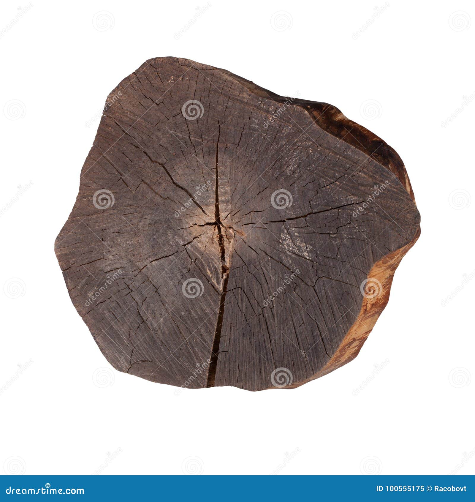 Cross-section of a tree stock image. Image of tree, shape - 100555175