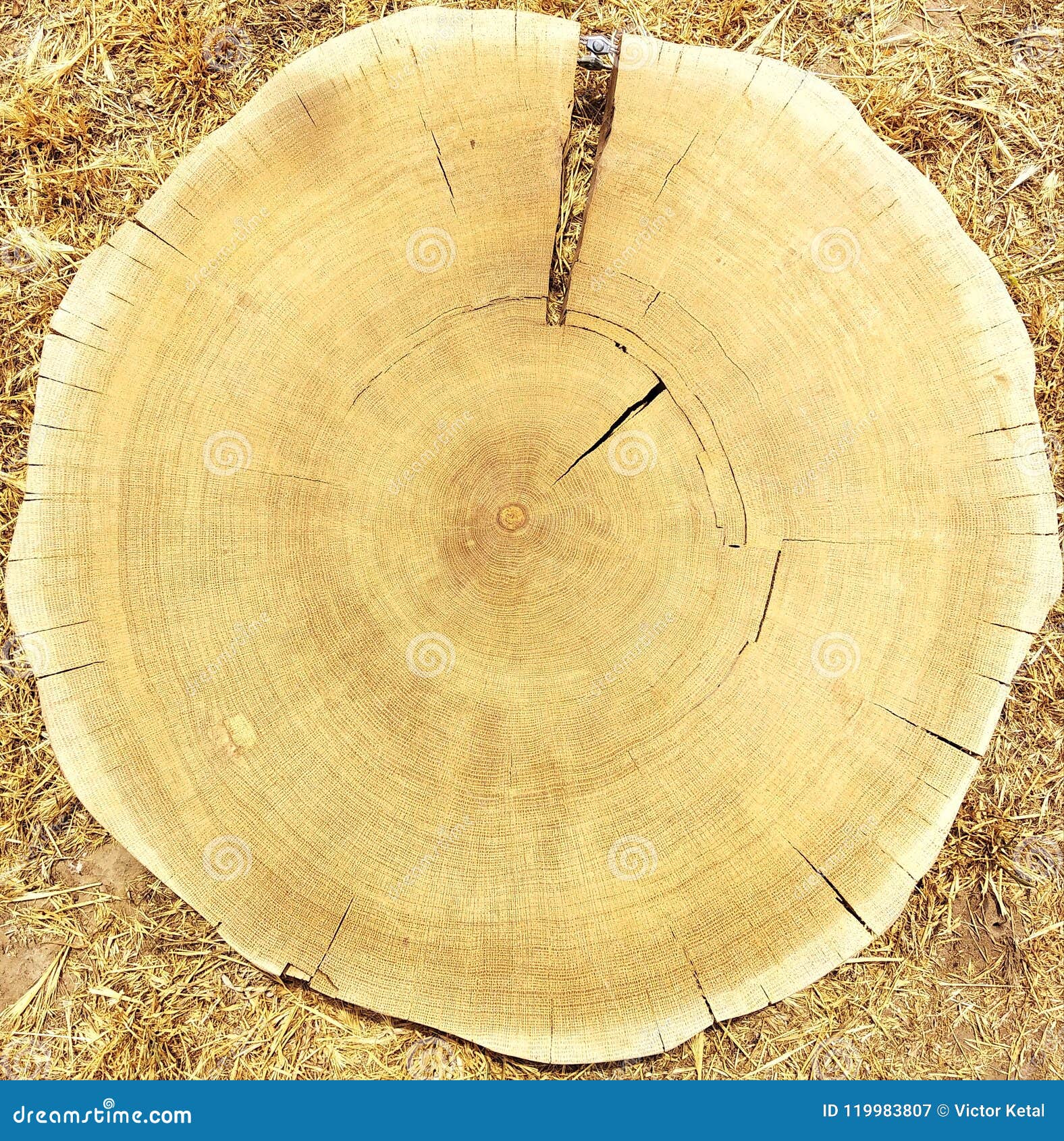 Cross-section of the tree. stock image. Image of background - 119983807