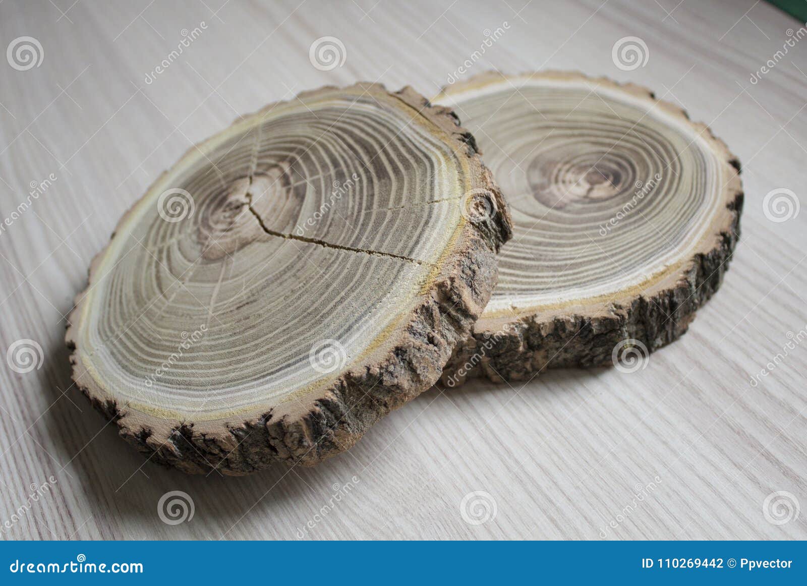 Cross section of the tree stock photo. Image of macro - 110269442