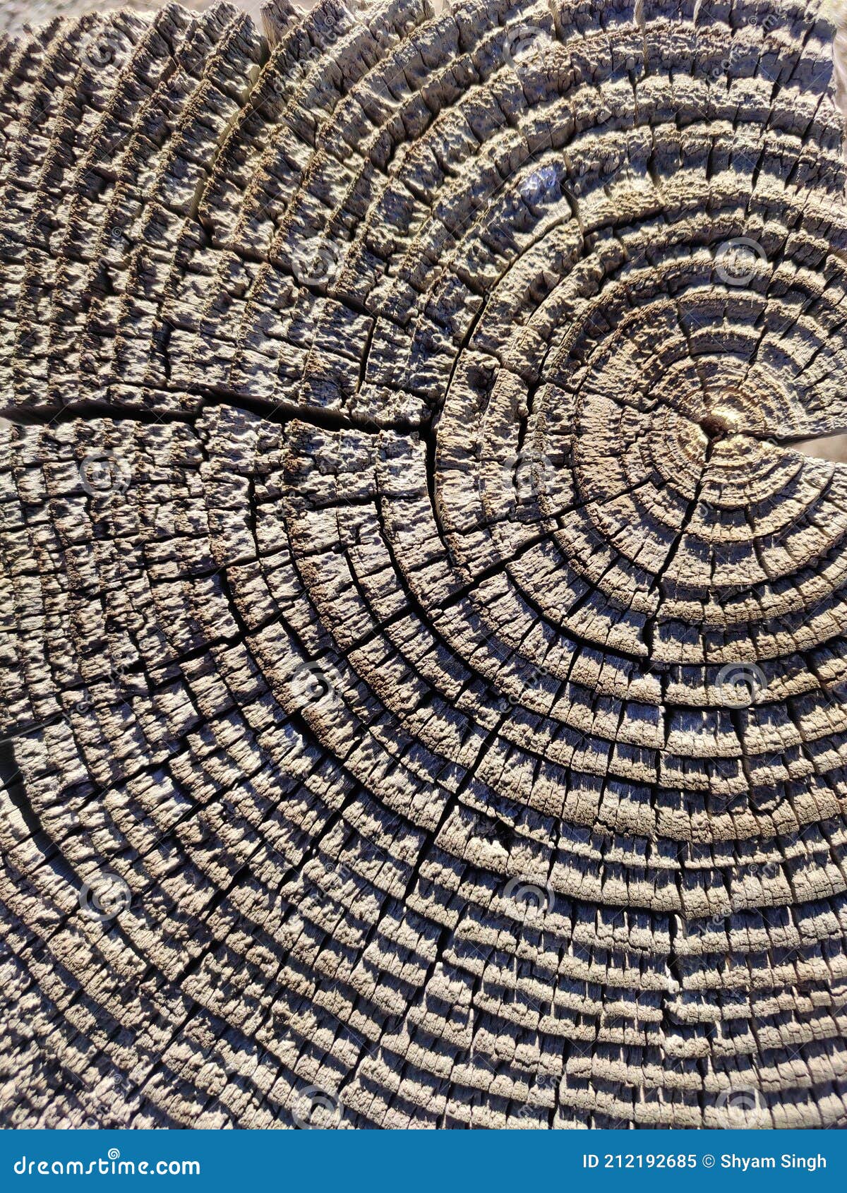 Cross Section of Tree Depicting Natural Grooves and Beautiful Patterns ...