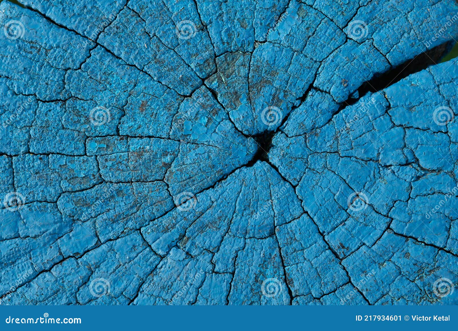 Cross Section of a Tree. the End of the Wooden Fence Post is Blue ...