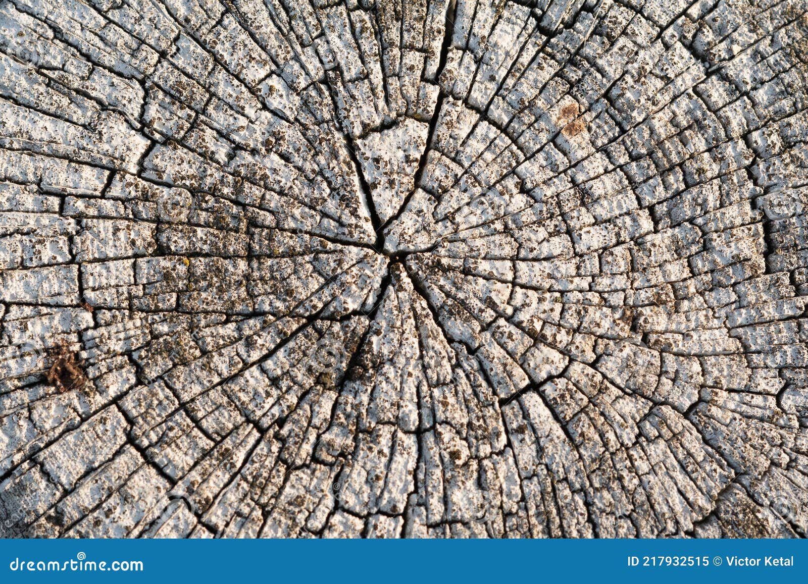 Cross Section of a Tree. the End of the Wooden Fence Post is Gray ...