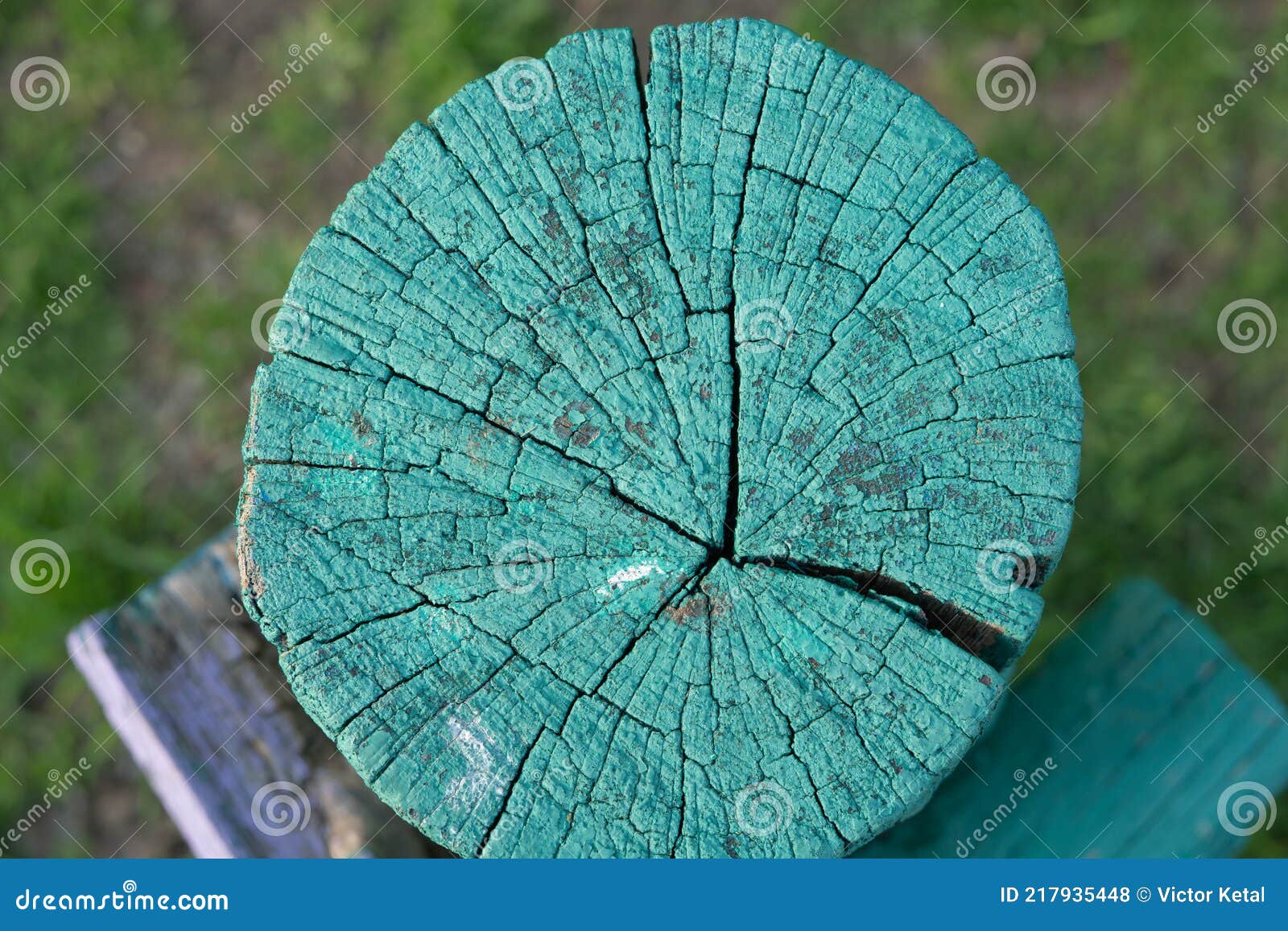 Cross Section of a Tree. the End of the Wooden Fence Post is Green ...