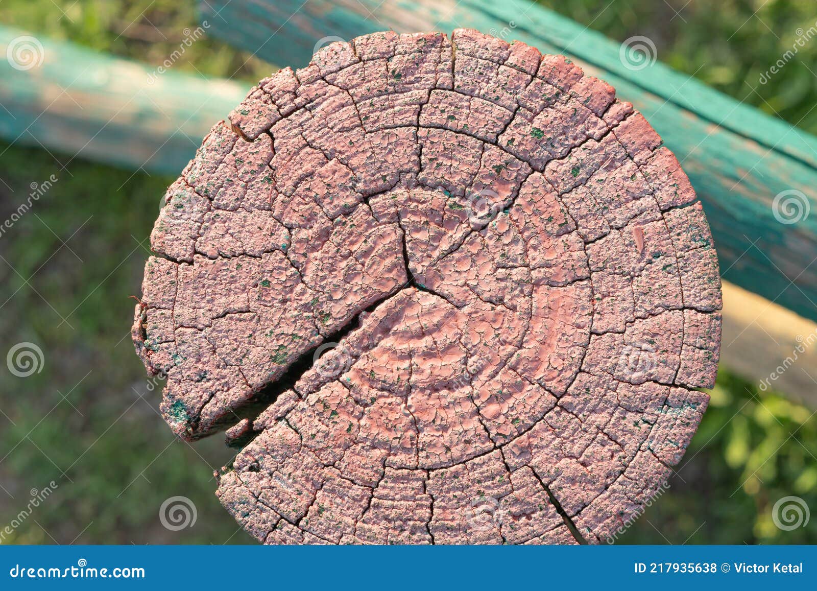 Cross Section of a Tree. the End of the Wooden Fence Post is Pink ...