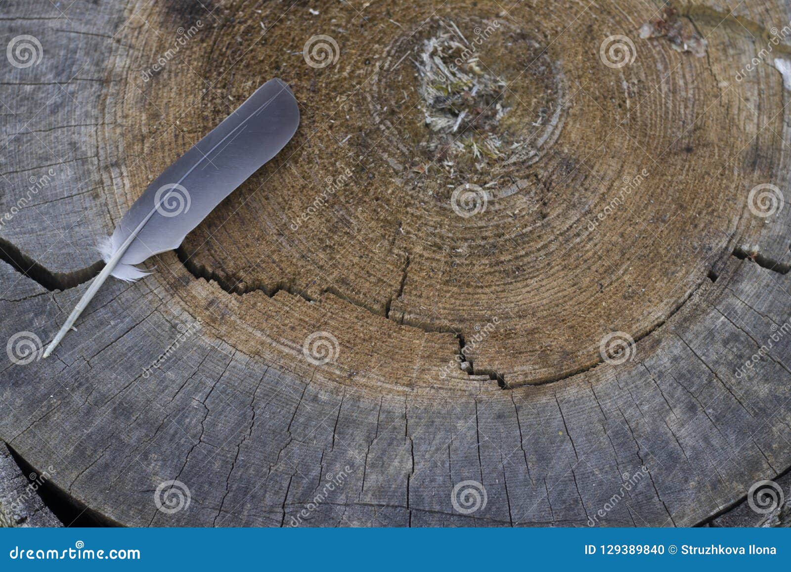 Cross Section of the Tree and Feather. Stock Photo - Image of plant ...