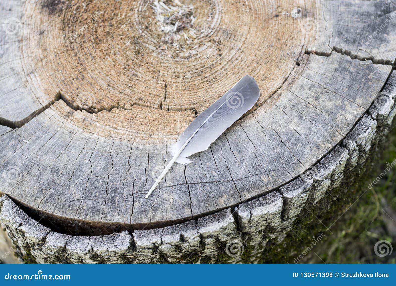 Cross Section of the Tree and Feather. Stock Photo - Image of focus ...