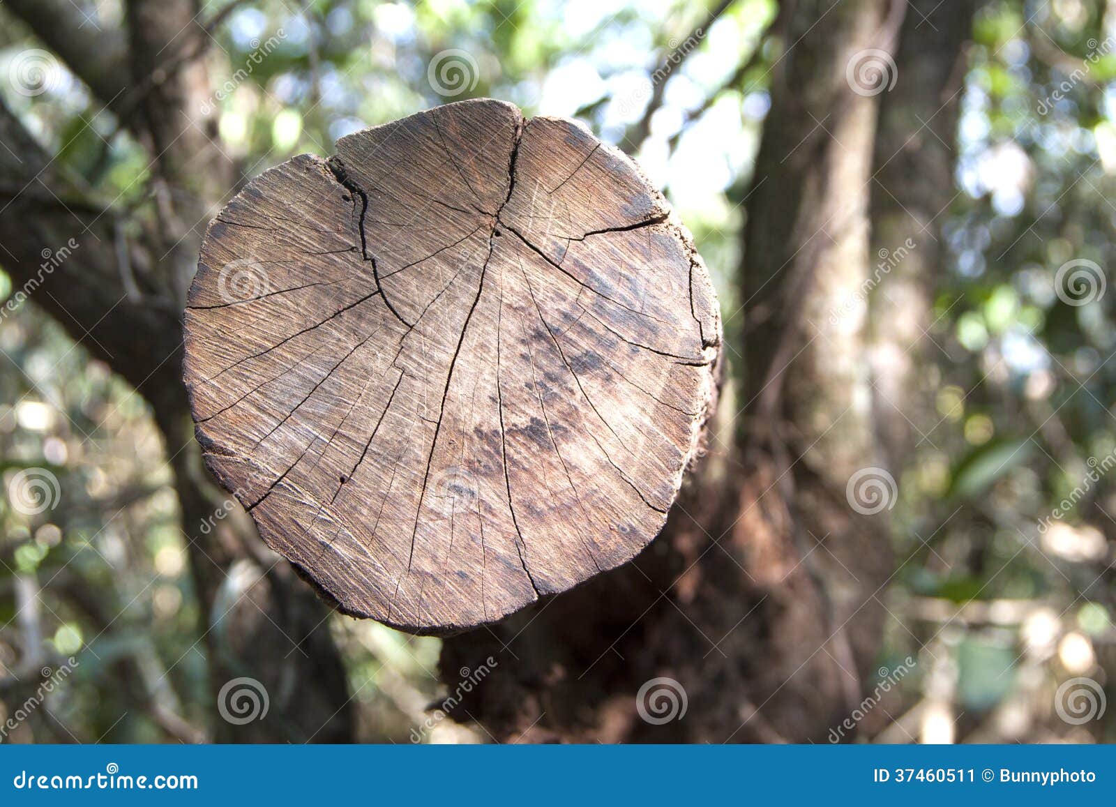 Cross section of tree stock image. Image of texture, wood - 37460511