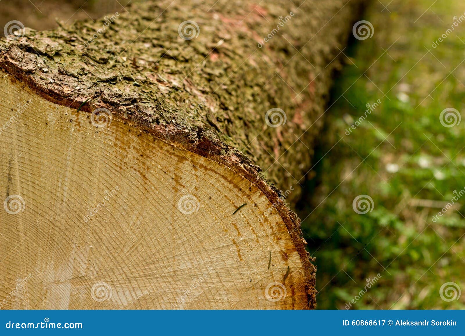 Cross section of tree stock image. Image of macro, stump - 60868617