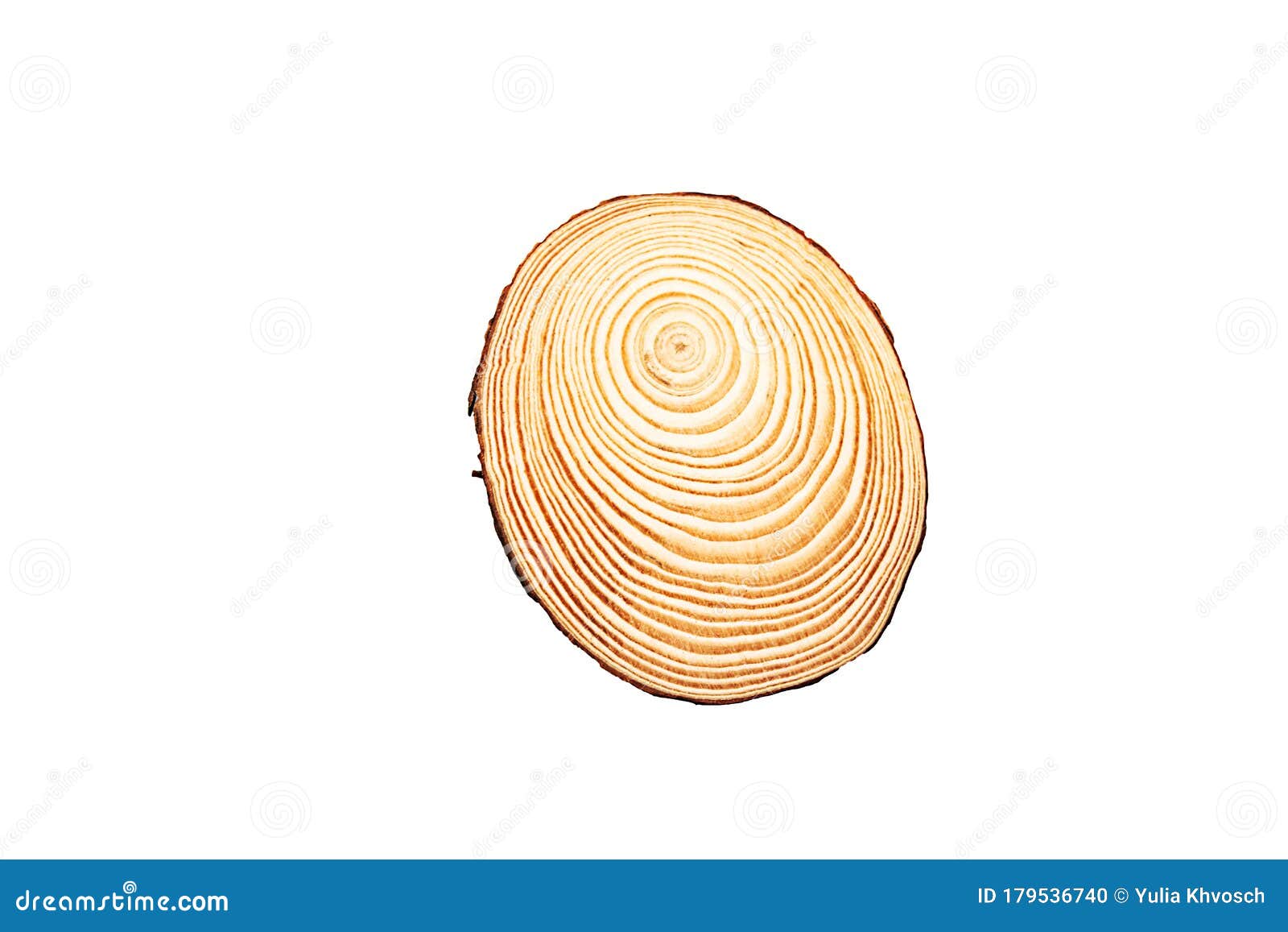 Cross-section of a Tree Isolated Stock Photo - Image of abstract ...