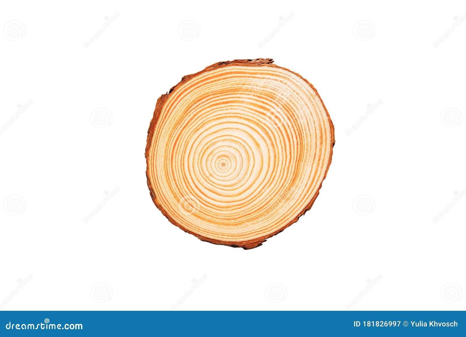 Cross-section of a Tree Isolated Stock Image - Image of white, life ...