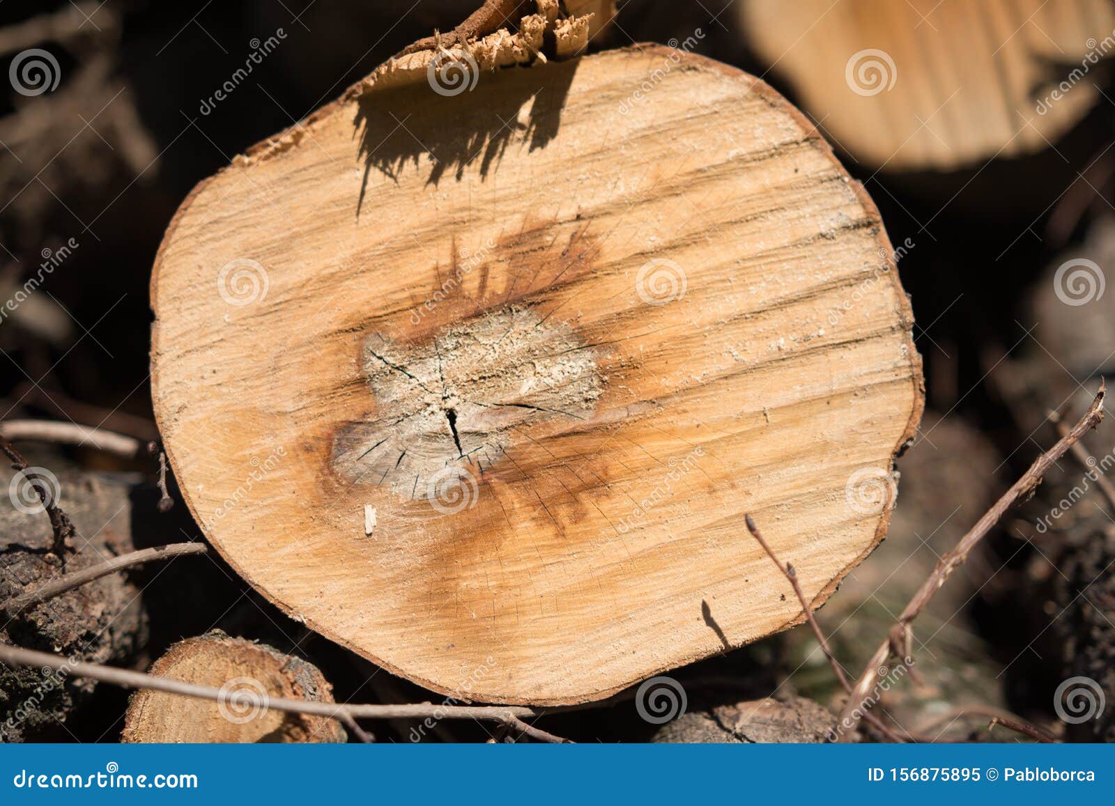 Tree laurel trunk Close up stock image. Image of background - 156875895