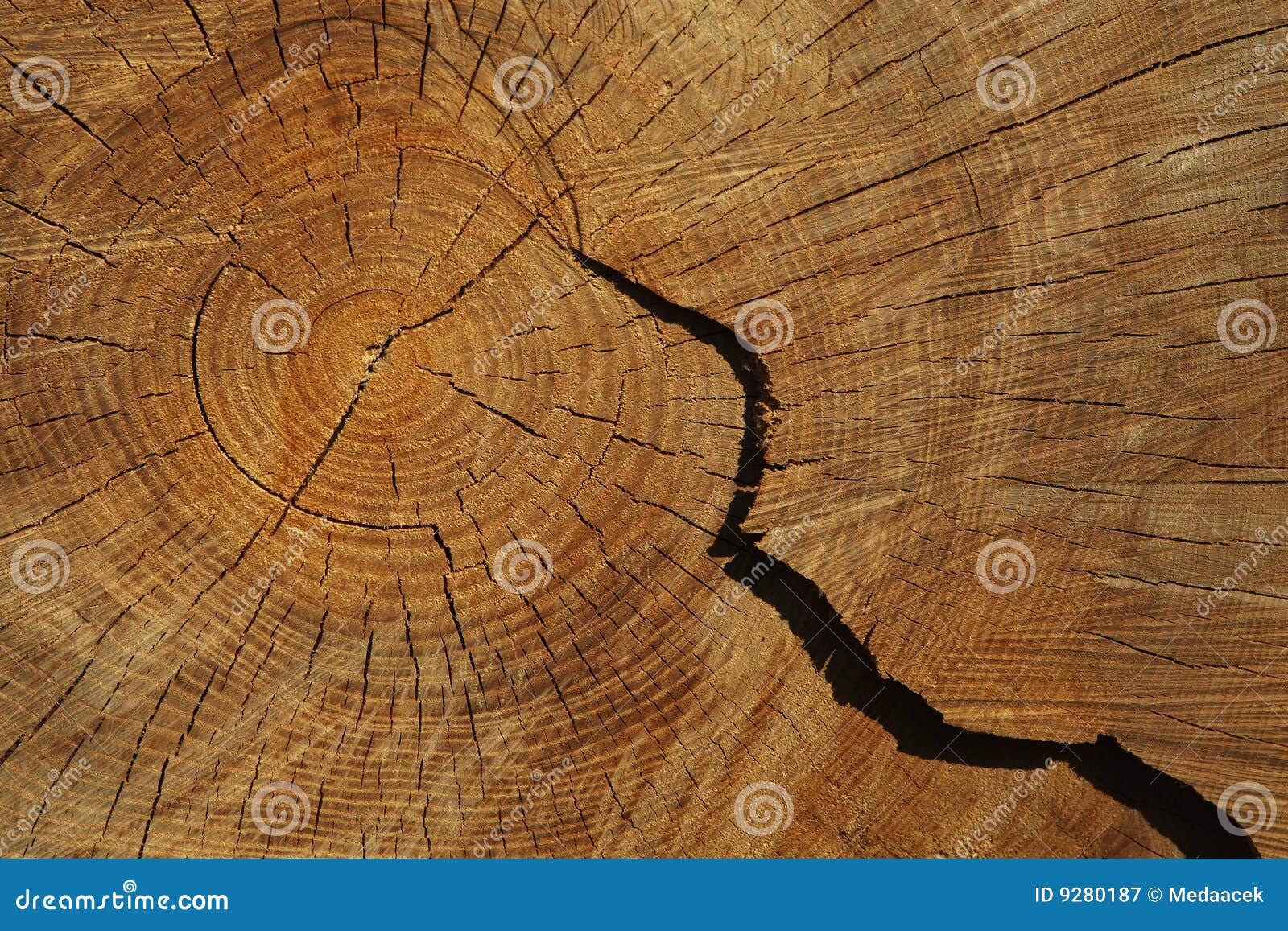 Cross Section Through Tree Log Stock Image - Image of resin, pine: 9280187