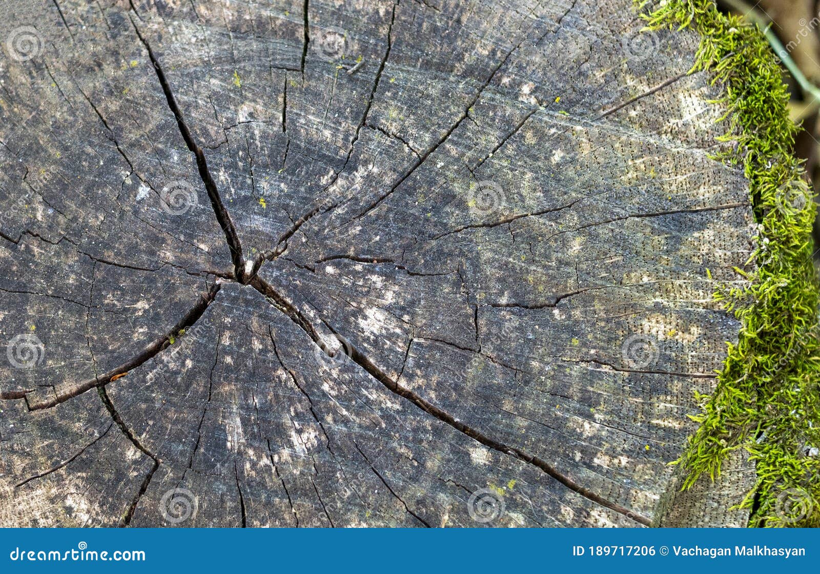 Cross Section of the Tree. Moss Stock Photo - Image of circle, moss ...