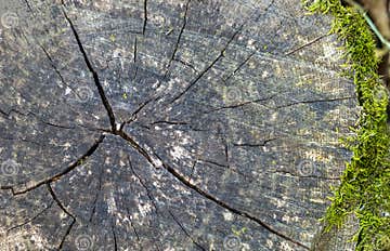 Cross Section of the Tree. Moss Stock Photo - Image of circle, moss ...
