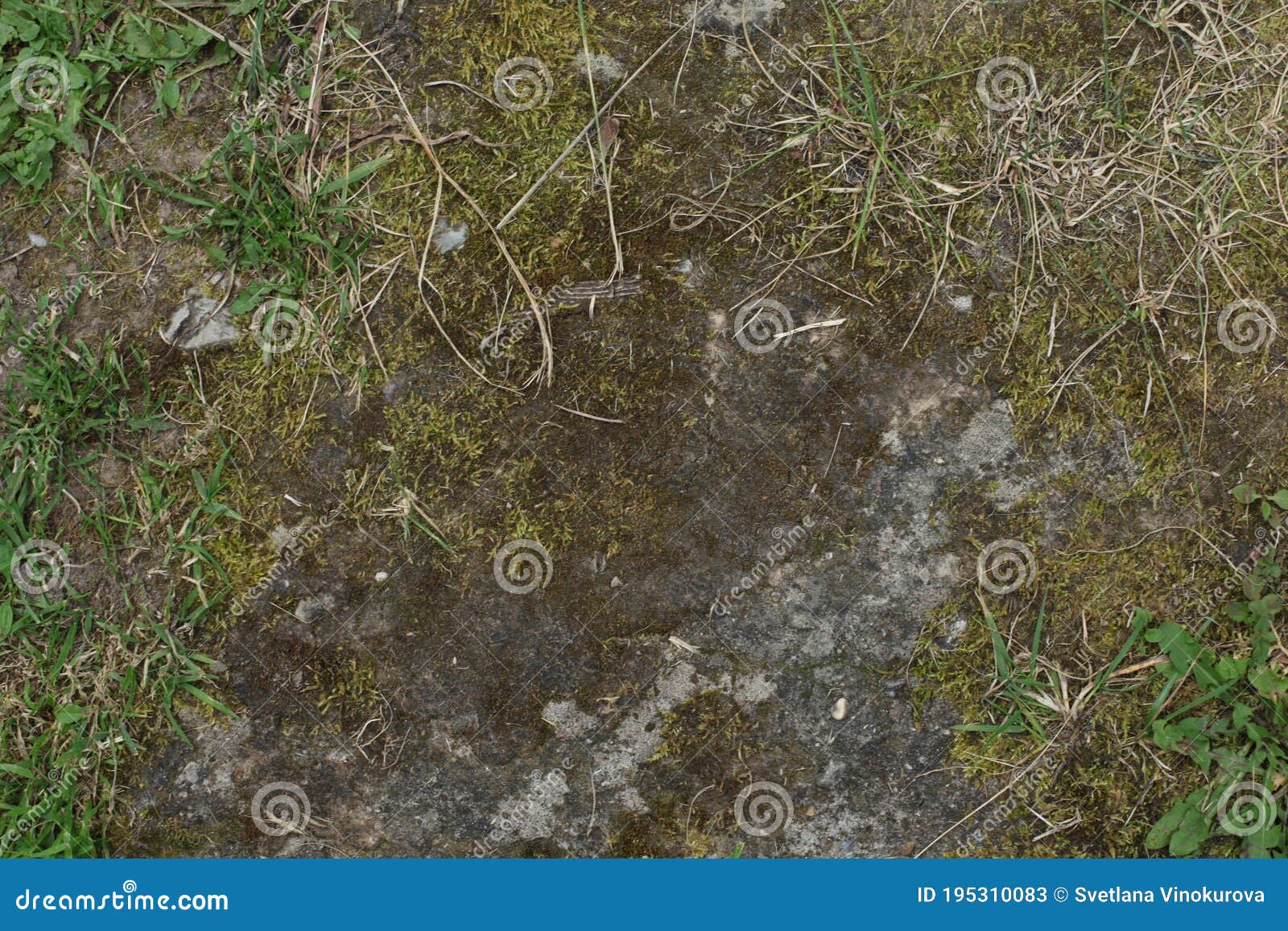 Cross-section of a Tree. Moss. Wooden Background Stock Image - Image of ...