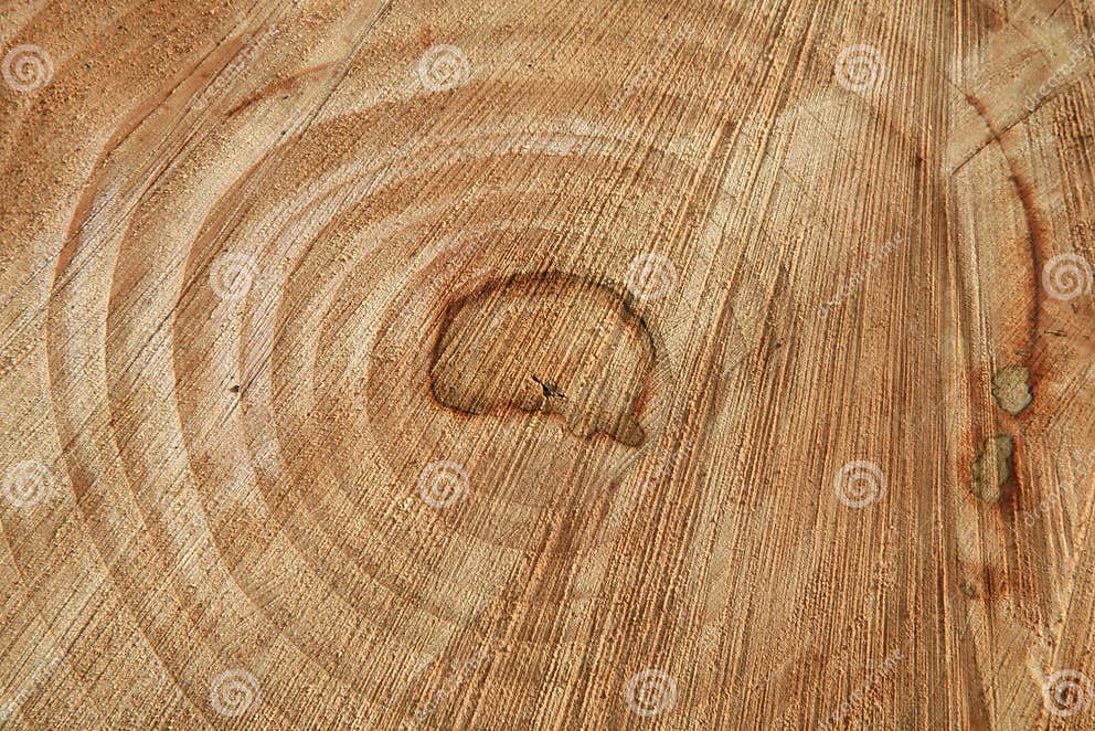 Cross Section of Tree. Natural Bacground. Stock Photo - Image of ...