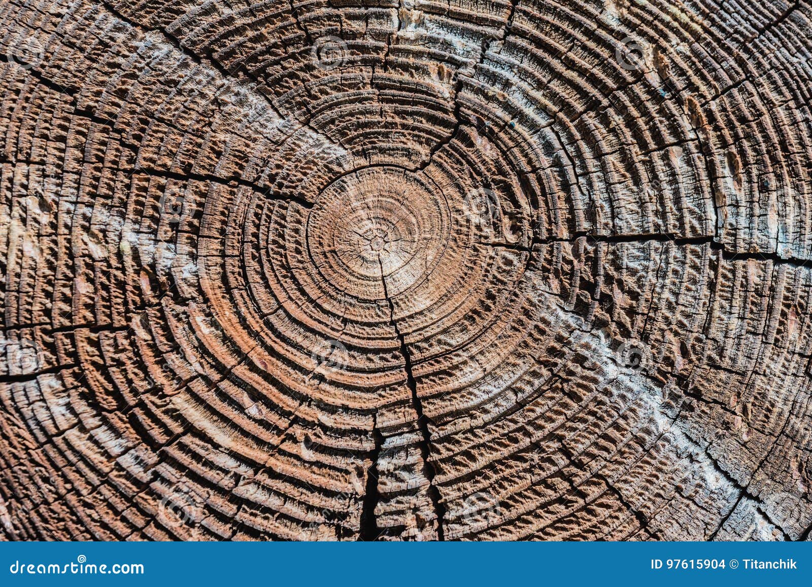 Cross section tree stock photo. Image of growth, aged - 97615904