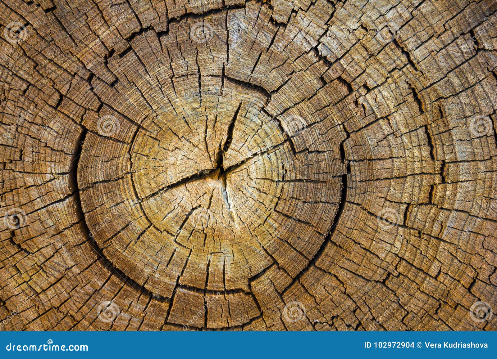 The Trunk of the Tree is in a Section. Stock Photo - Image of annual ...