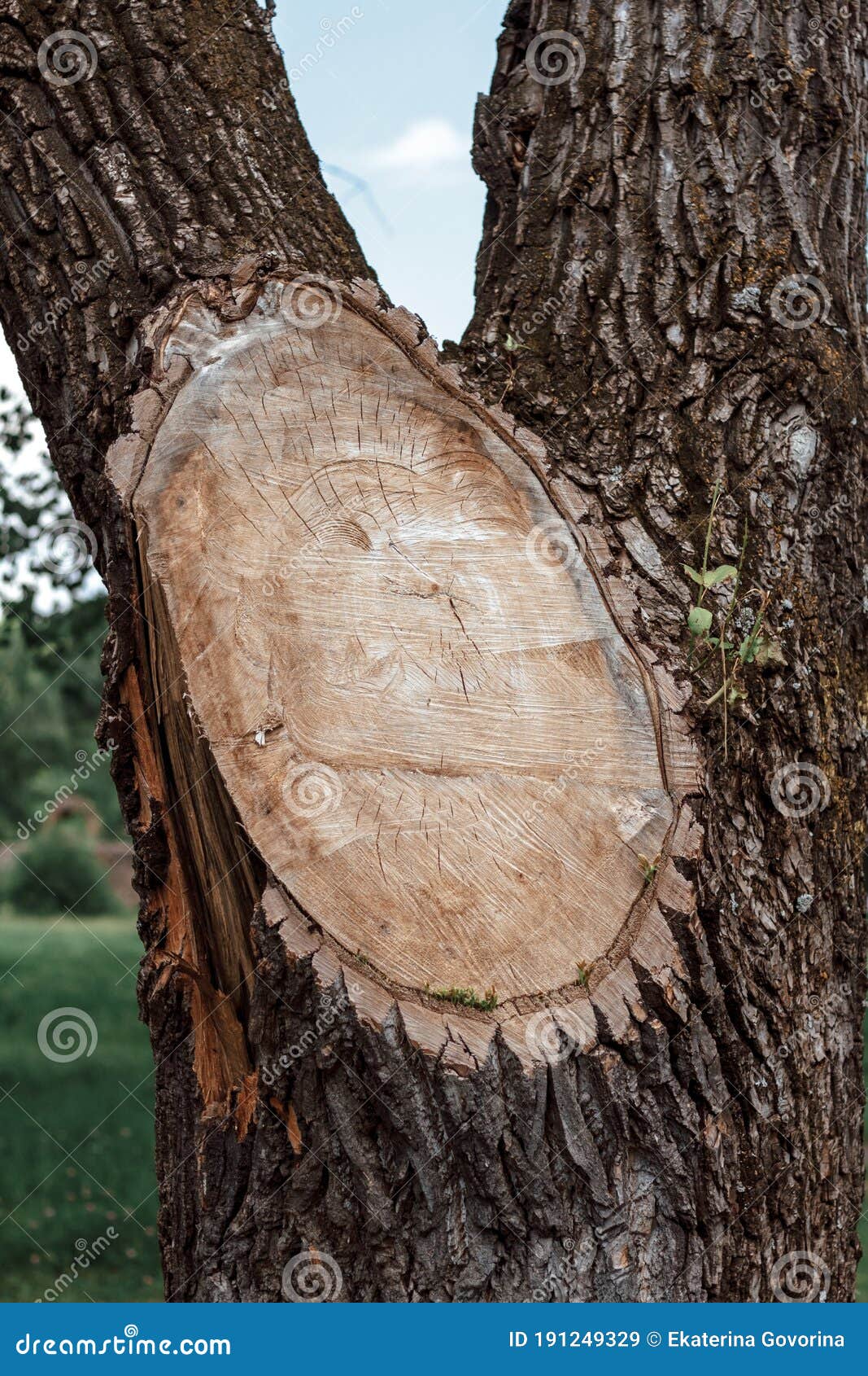 Cross-section of Tree Rings. Cut Branches on a Tree, the Texture of the ...
