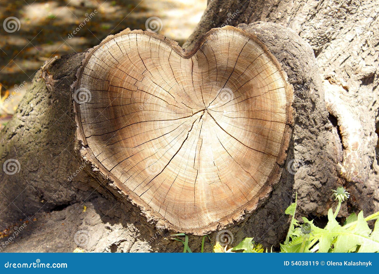 Cross Section of Tree Rings, Cut in the Form of Heart Stock Image ...