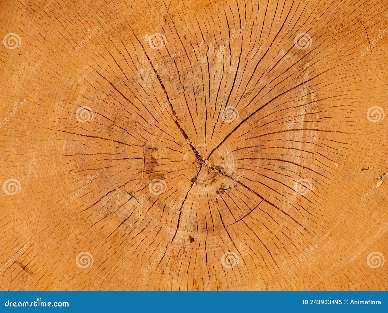 Cross Section of Tree Rings of a Tree Stock Image - Image of material ...