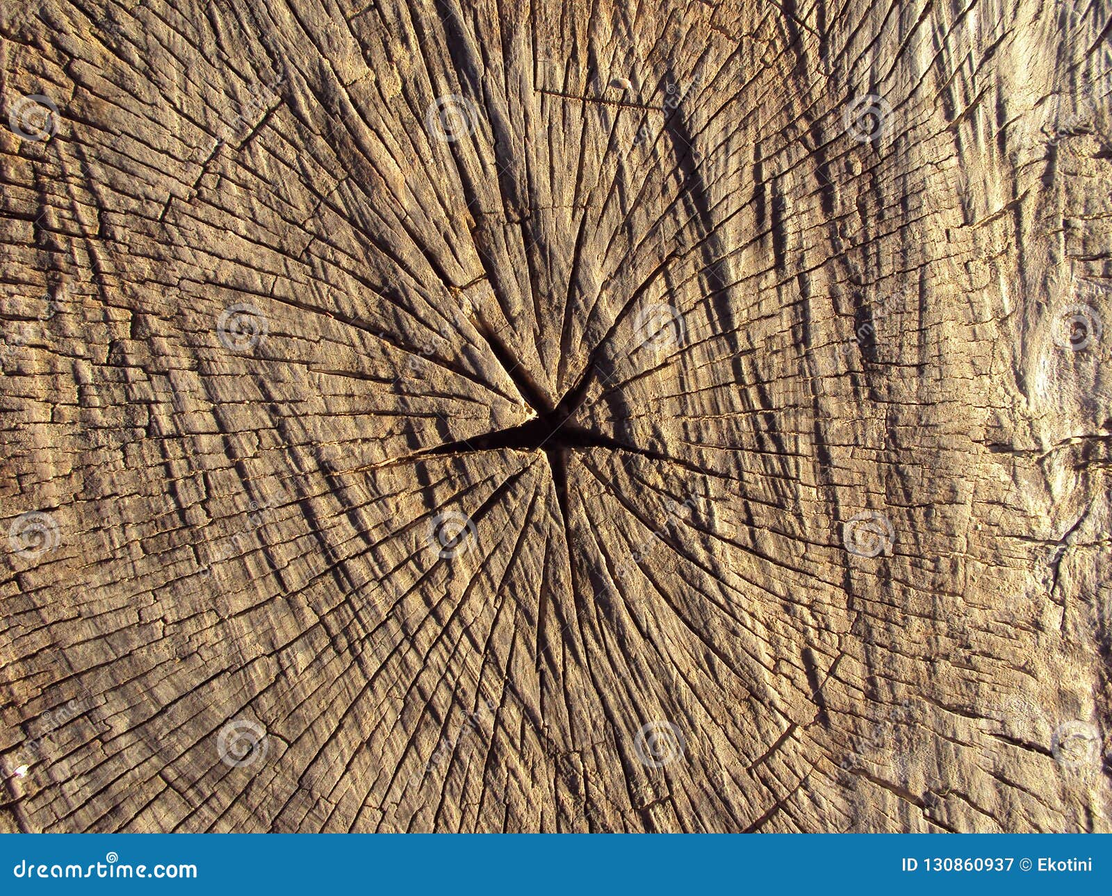 Ash Tree Cross Section
