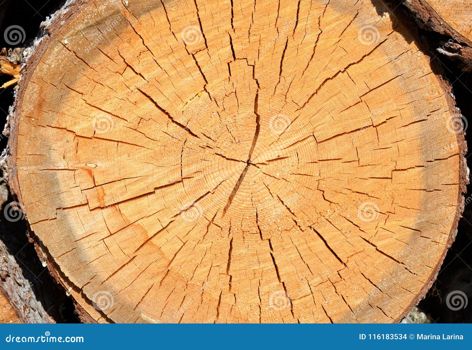 Cross section of the tree stock photo. Image of ring - 116183534