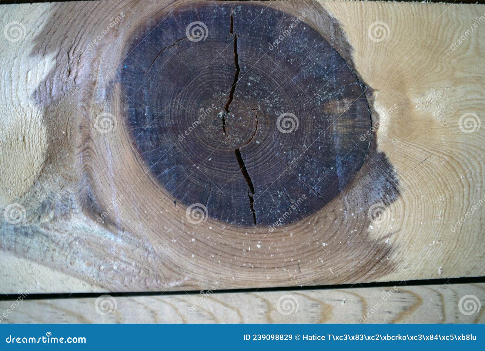 Cross Section of Tree Stump Stock Image - Image of cross, brown: 239098829