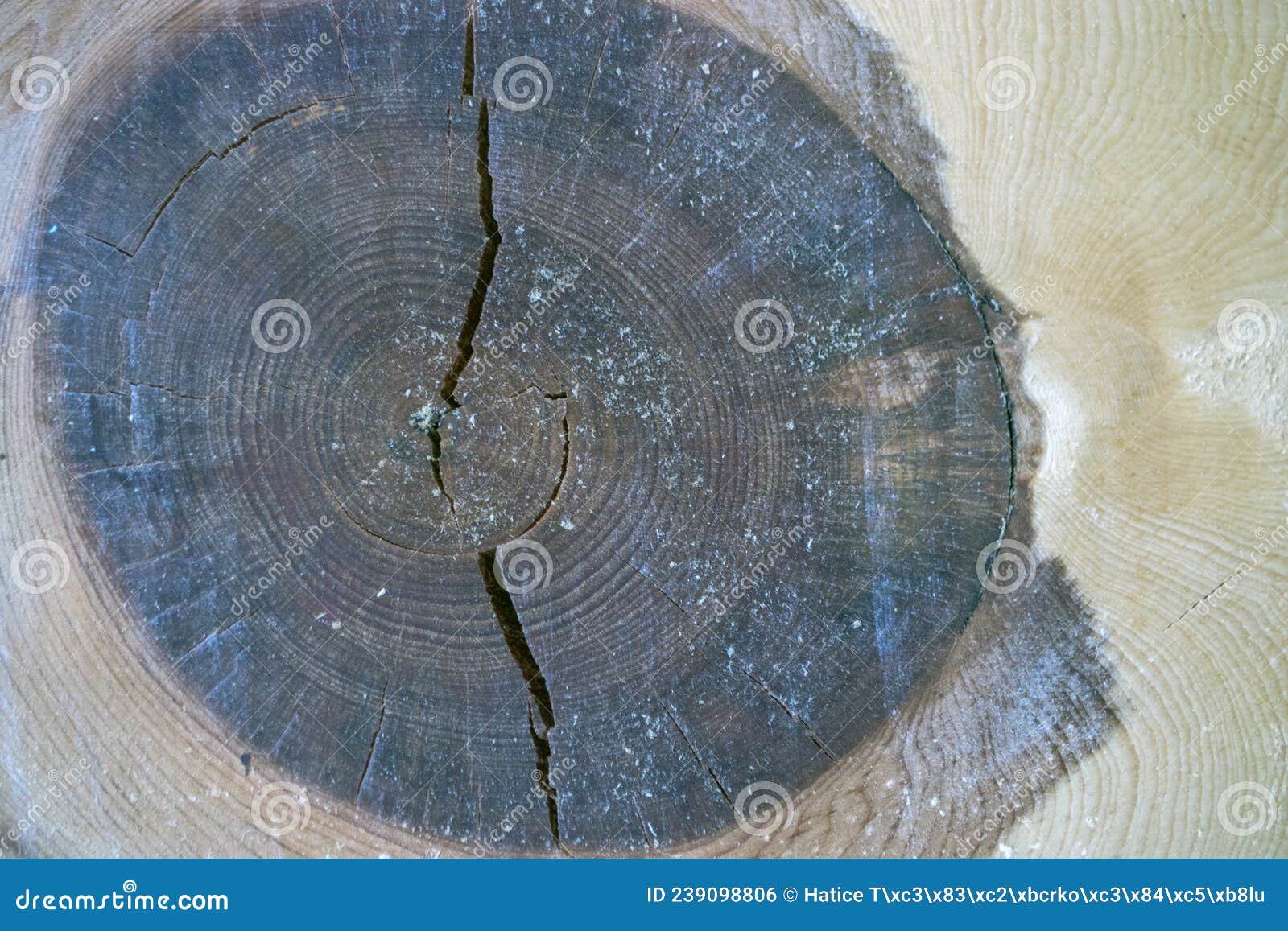 Cross Section of Tree Stump Stock Photo - Image of circular, shape ...
