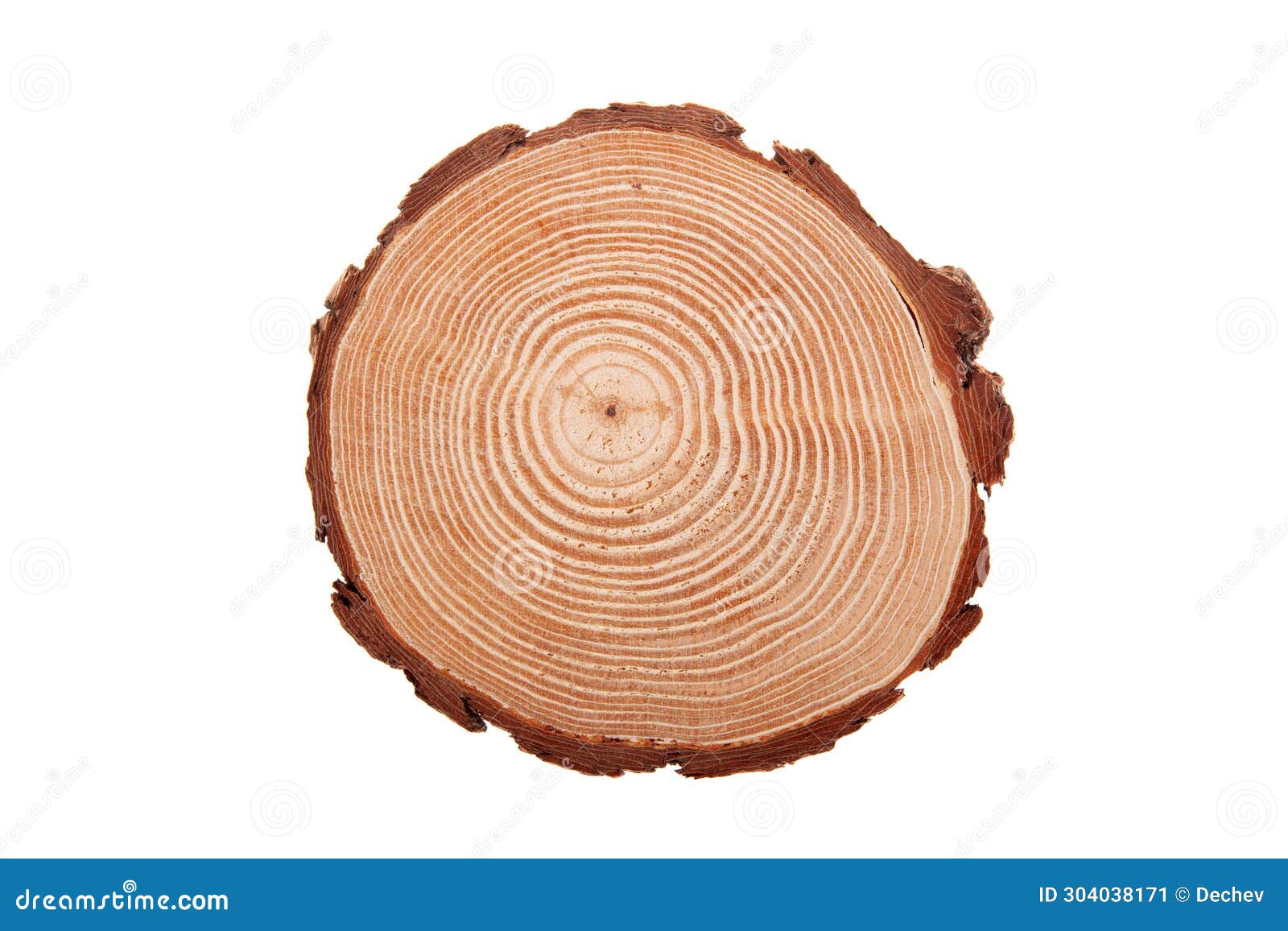 Cross Section of Tree Stump, Isolated on White Stock Image - Image of ...