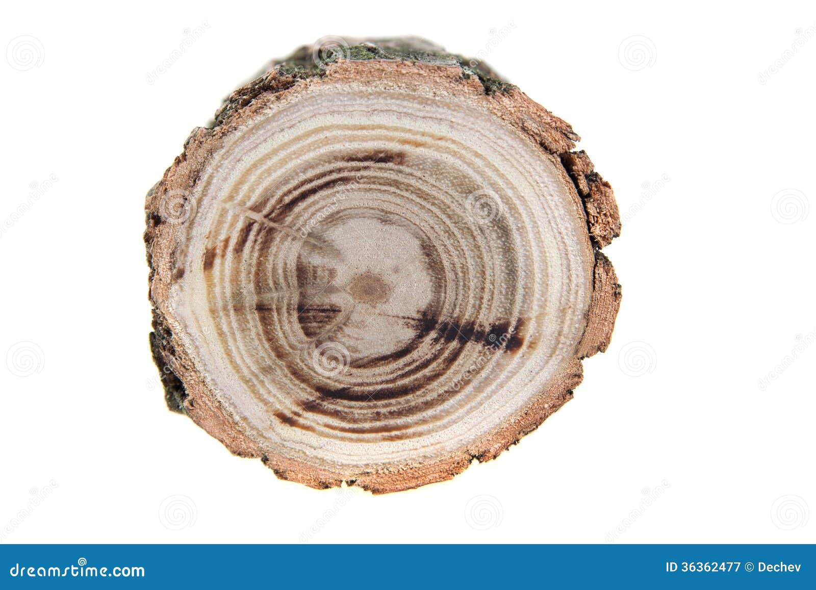 Cross Section of Tree Stump Stock Image - Image of closeup, view: 36362477