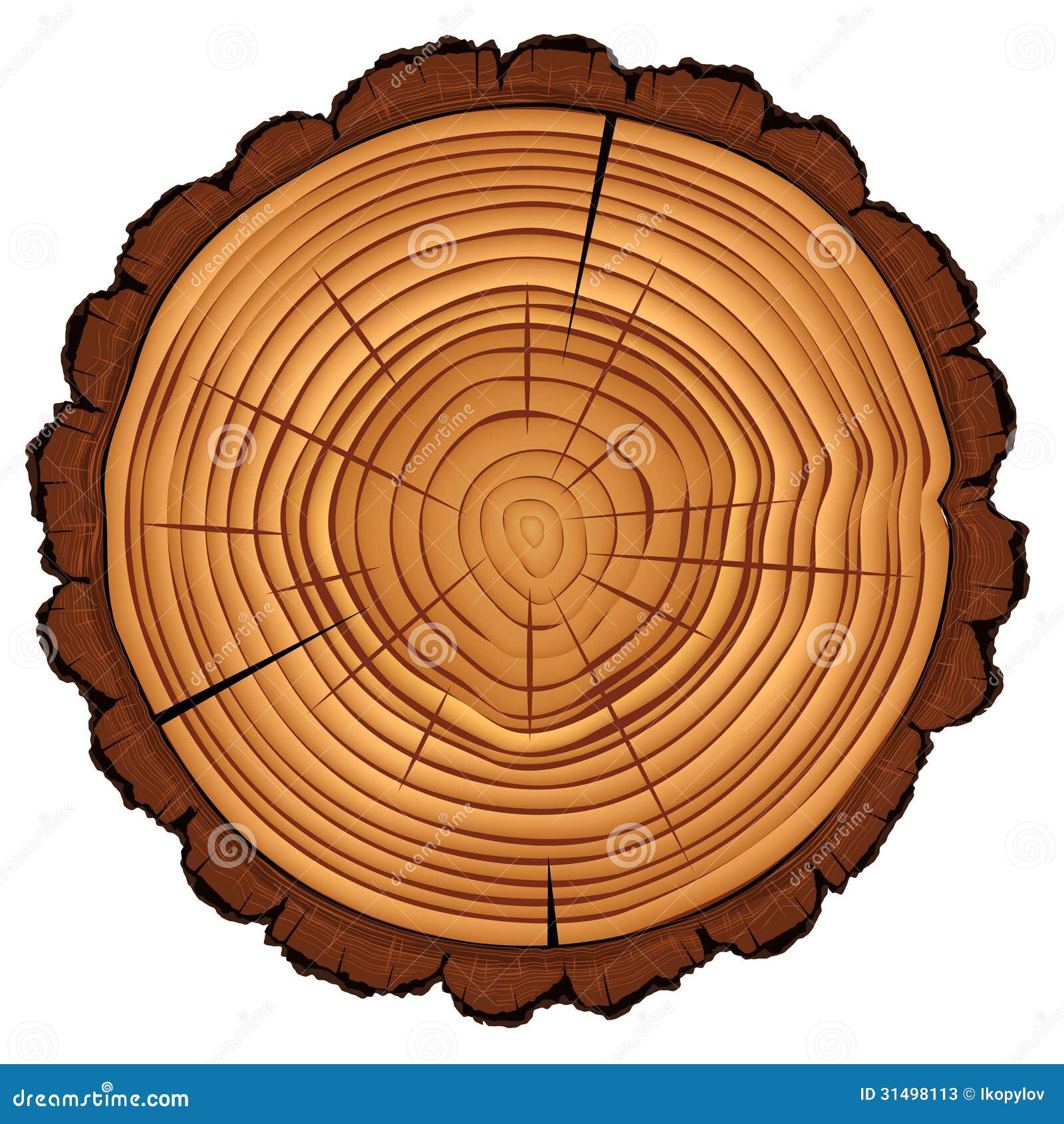 Cross Section of Tree Stump Isolated on White Stock Vector ...