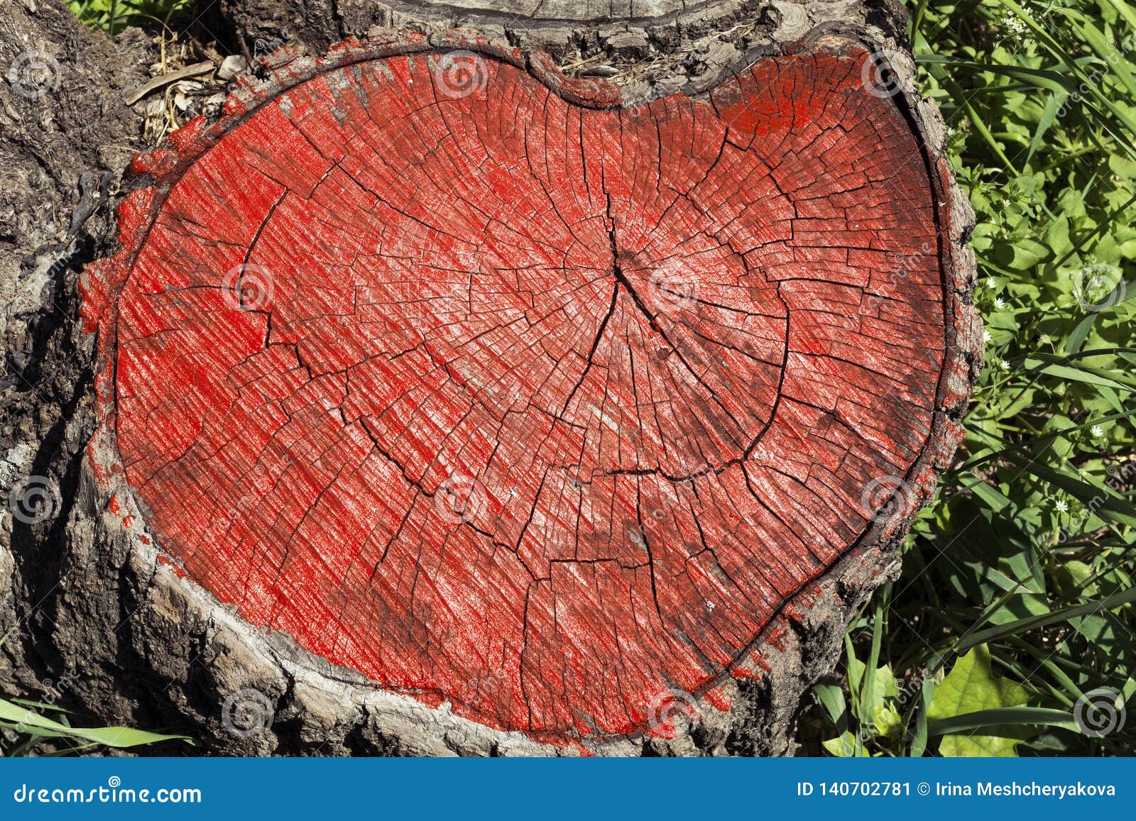 Cross Section of Tree Stump Painted in Red. Surface of Timber ... Cross Section of Tree Stump Painted in Red. Surface of Timber ...