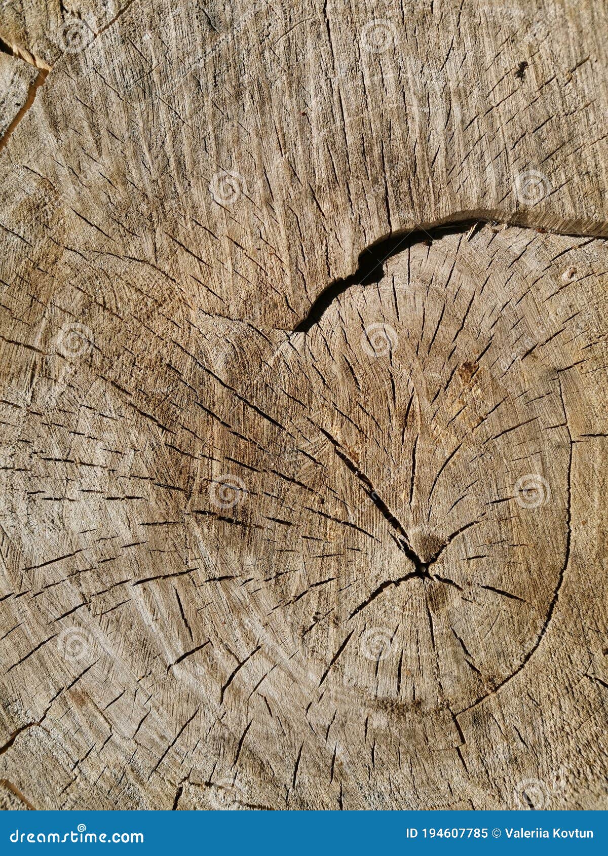 Cross Section of the Tree. Stump Texture. a Pattern of Circles, Cracks ...