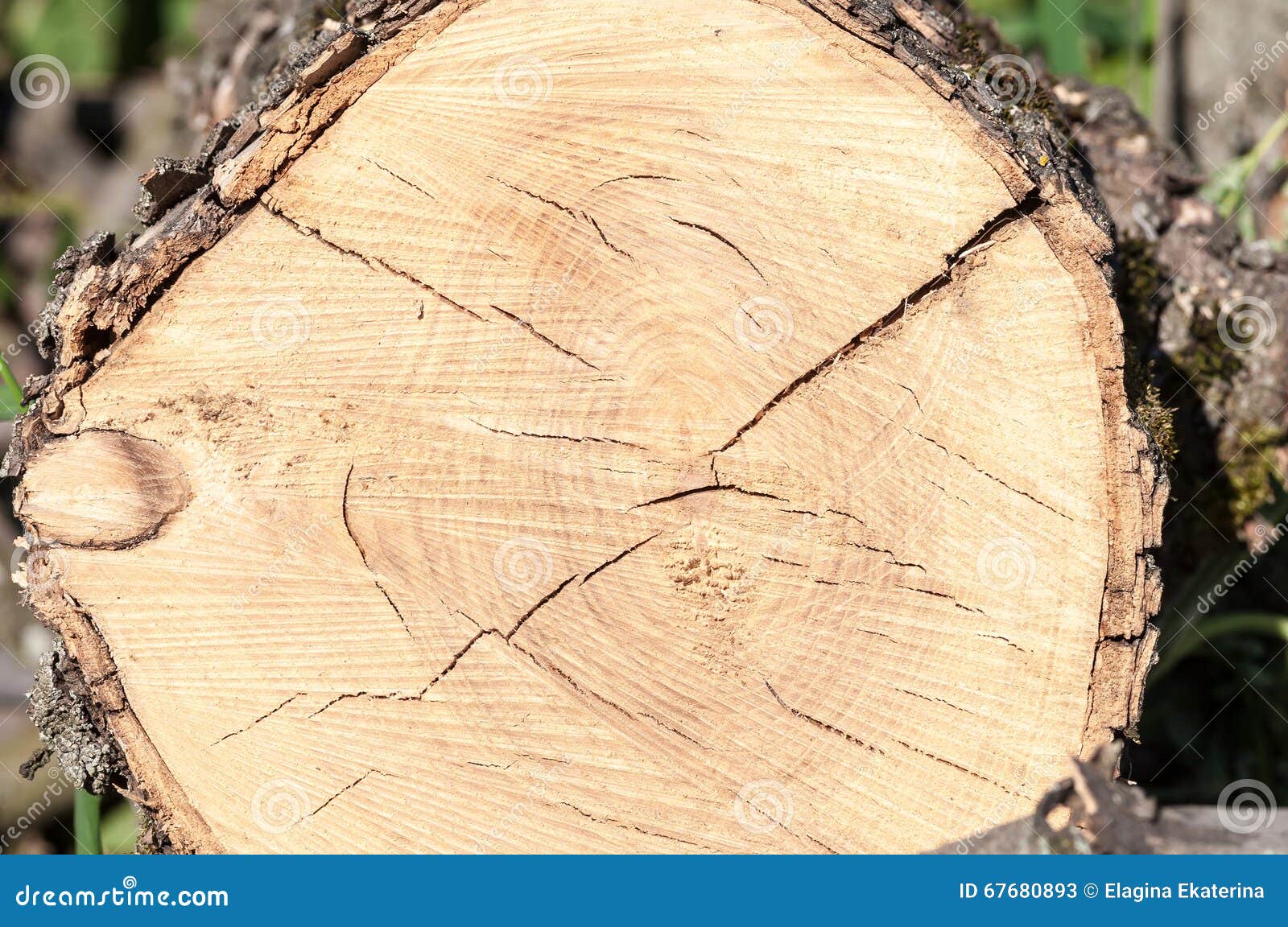 Cross section of the tree stock image. Image of rural - 67680893