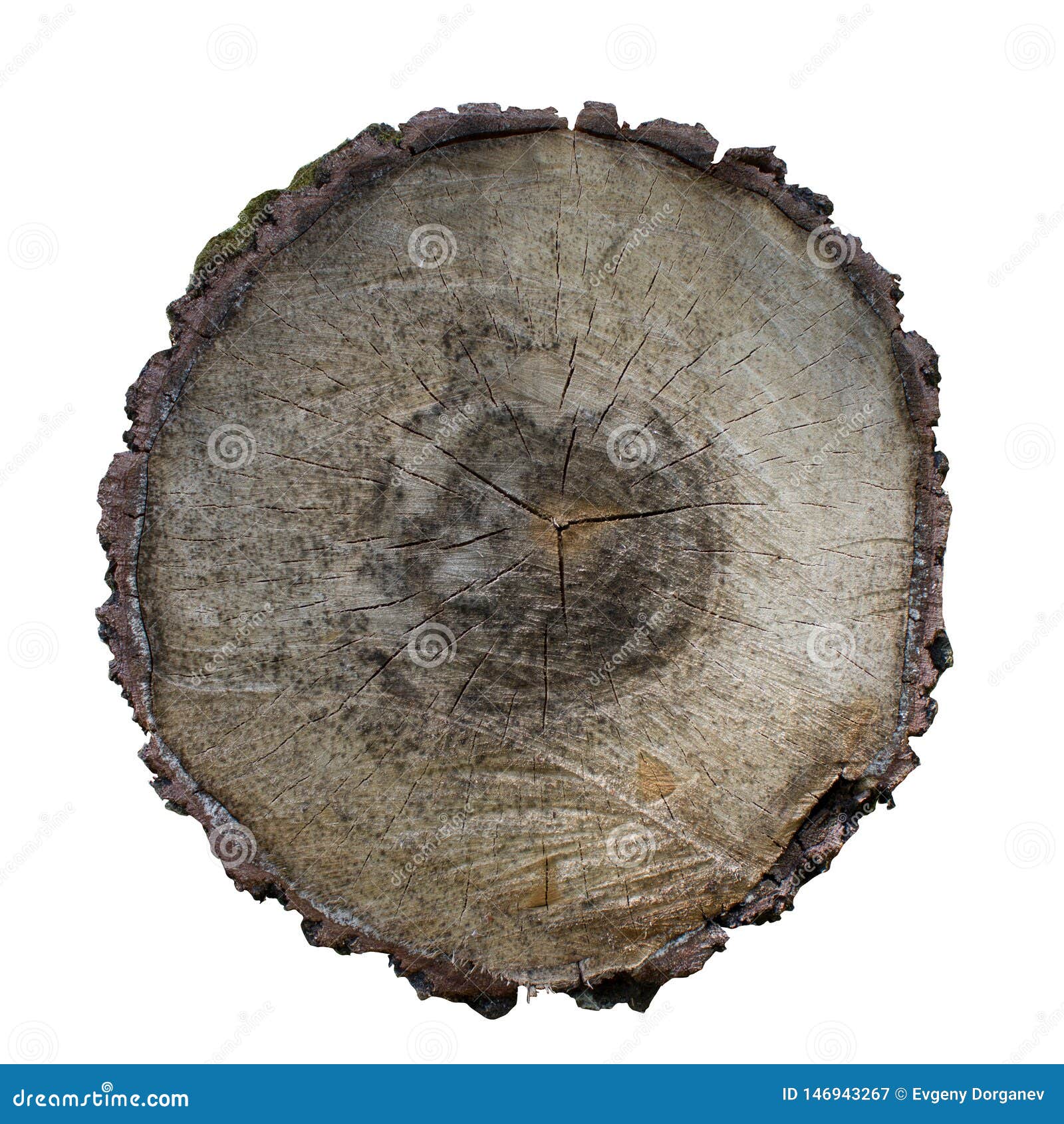 Cross-section of a Tree Texture Stock Image - Image of texture, pattern ...